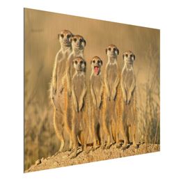 Alu-Dibond Tiere Meerkat Family Panorama