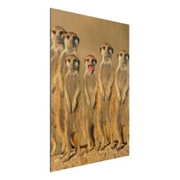 Alu-Dibond Tiere Meerkat Family Panorama