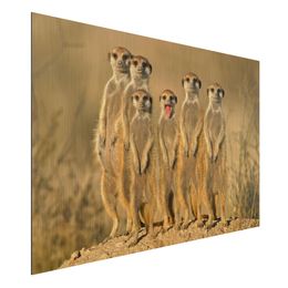 Alu-Dibond Tiere Meerkat Family Panorama
