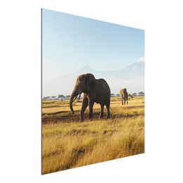 Alu-Dibond Tiere Elefanten vor dem Kilimanjaro in Kenia