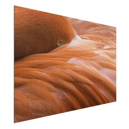 Alu-Dibond Tiere Flamingofedern