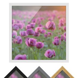 Blumen Bild mit Rahmen Violette Schlafmohn Blumenwiese im Fr&uuml;hling
