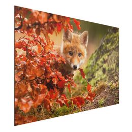 Alu-Dibond Tiere Fuchs im Herbst