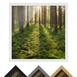 Wald Bild mit Rahmen Sonnenstrahlen in gr&uuml;nem Wald