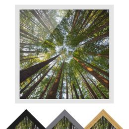 Wald Bild mit Rahmen Mammutbaum Baumkronen