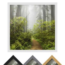 Wald Bild mit Rahmen Nebliger Waldpfad