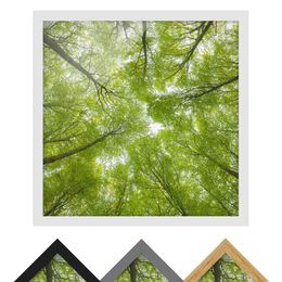 Wald Bild mit Rahmen Buchenwald am Lindkogel