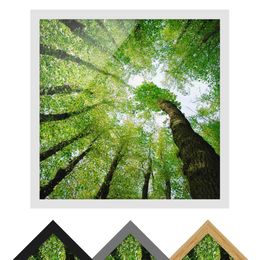 Wald Bild mit Rahmen B&auml;ume des Lebens