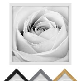 Blumen Bild mit Rahmen Close Up Rose