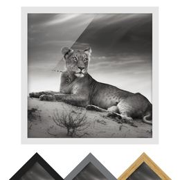 Schwarz-Wei&szlig; Bild mit Rahmen Resting Lion