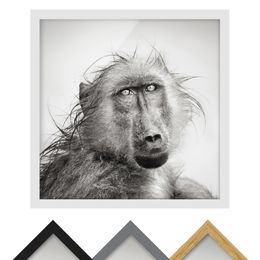 Schwarz-Wei&szlig; Bild mit Rahmen Crying Baboon