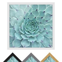 Blumen Bild mit Rahmen Kaktus Agave