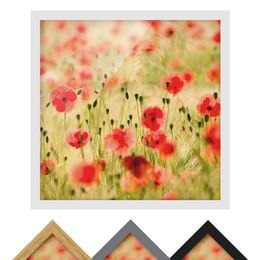 Blumen Bild mit Rahmen Summer Poppies