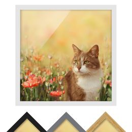 Blumen Bild mit Rahmen Katze im Mohnfeld