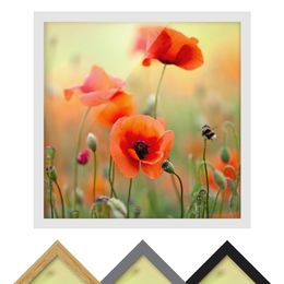 Blumen Bild mit Rahmen Roter Sommermohn