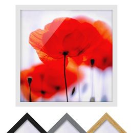 Blumen Bild mit Rahmen Magic Poppies