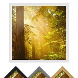 Wald Bild mit Rahmen Morgengold