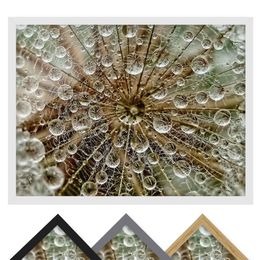 Natur & Landschaft Bild mit Rahmen Pusteblume im Herbst