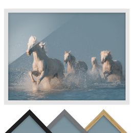 Tierbild mit Rahmen Schimmelherde