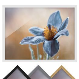 Blumen Bild mit Rahmen Kuhschelle in Blau