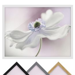 Blumen Bild mit Rahmen Anemonenbrise