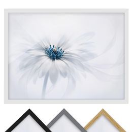 Blumen Bild mit Rahmen G&auml;nsebl&uuml;mchen in Blau