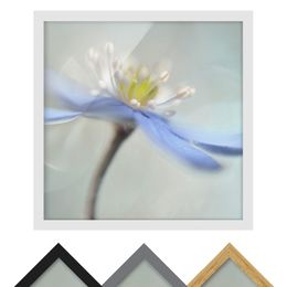 Blumen Bild mit Rahmen Tanzende Anemonen