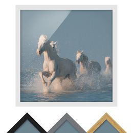 Tierbild mit Rahmen Schimmelherde