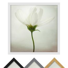 Blumen Bild mit Rahmen Wei&szlig;e Cosmea