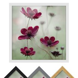 Blumen Bild mit Rahmen Pinke Kosmeen