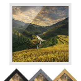 Natur & Landschaft Bild mit Rahmen Reisplantagen in Vietnam