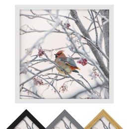 Tierbild mit Rahmen Seidenschwanz im Baum