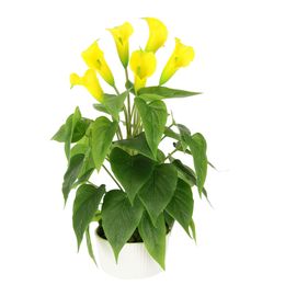Kunstblume I.GE.A., B:28cm H:45cm L:28cm, gelb, Kunstpflanzen, "Calla", Im Topf aus Keramik Kunstpflanze K&uuml;nstliche Blumen Seidenblumen