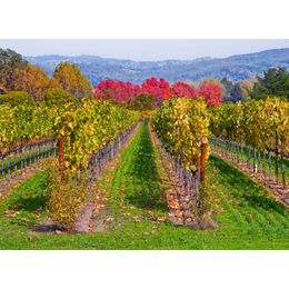 papermoon Fototapete "WEINBERG IM HERBST-WINZER REBE WEIN GEBIRGE FELD WIESE", B/L: 4mm x 2,6mm, Bahnen: 8 Stk. St., bunt, Schlafzimmer, Tapeten