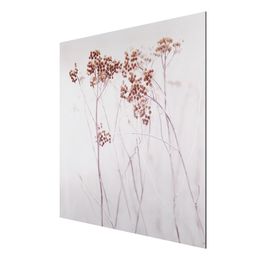 Bilderwelten Alu-Dibond Outdoor Bild Isl&auml;ndische Wildblumen