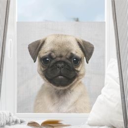 Bilderwelten Fensterfolie Tiere Motiv Sichtschutz schwarz weiss - Baby Mops Moritz - Hund Kinderzimmer Baby M&auml;dchen Jungen