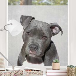 Bilderwelten Fensterfolie Pitbull Pelle