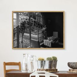Bilderwelten Bild mit Rahmen Natur schwarz weiss modern inkl. Rahmung - Fr&uuml;hst&uuml;ck mit Giraffe - africa Wohnzimmer Schlafzimmer