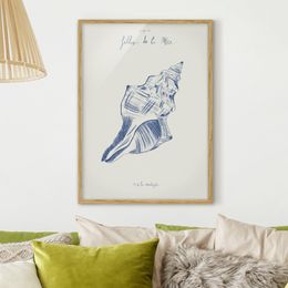 Bilderwelten Bild mit Rahmen Tiere beige modern inkl. Rahmung - Die T&ouml;chter des Meeres - Muschel - Deko Kinderzimmer Baby M&auml;dchen Jungen