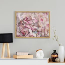 Bilderwelten Bild mit Rahmen Blumen rosa modern inkl. Rahmung - Close-Up Rosa Hortensie - Deko Wohnzimmer Schlafzimmer