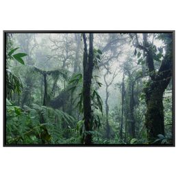 Leinwandbild Monteverde Nebelwald