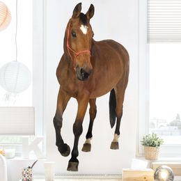 Bilderwelten Wandtattoo Tiere modern selbstklebend Wandaufkleber - Warmblut - Pferde Wohnzimmer Schlafzimmer