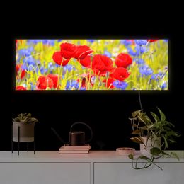 Bilderwelten LED-Wechselbild Sommerwiese mit Mohn und Kornblumen
