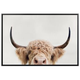 Leinwandbild Verstecktes Hochlandrind