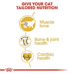 Royal Canin British Shorthair Katzenfutter trocken für Britisch Kurzhaar 10kg + 2kg gratis