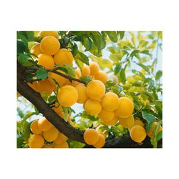 Prunus domestica 'Golden Japan', gelbe Pflaume, 150–200 cm