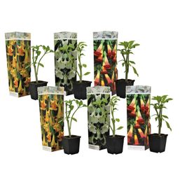 Plant in a Box - Engelstrompete - 6 Stk - Brugmansia - Höhe 25-40cm - Topf 9cm