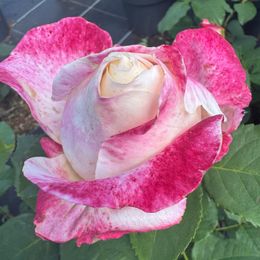 Edelrose 'Parfum Tropical' 5 Liter Topf Lieferform: Im 5 Liter Topf