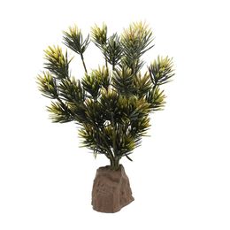 LUCKY REPTILE Podocarpus Pflanze 40 cm