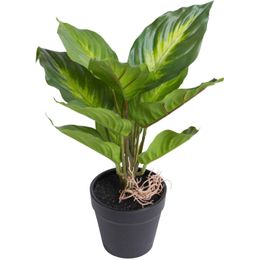 Künstliche Zimmerpflanze BOTANIC-HAUS, B:24cm H:28cm T:24cm Ø:24cm, grün, Kunststoff, Kunstpflanzen, "Dieffenbachia Camila"